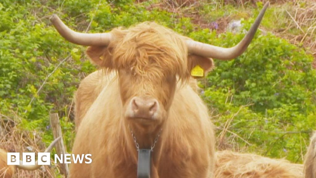 App-controlled cows could help ancient Galloway woodland grow