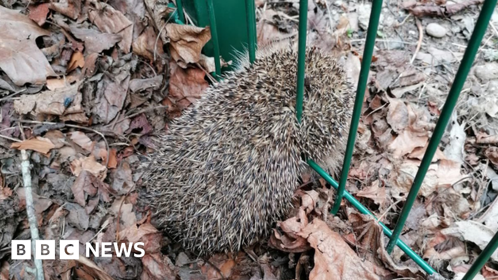 Trapped hedgehog freed from school fence by fire crews - BBC News