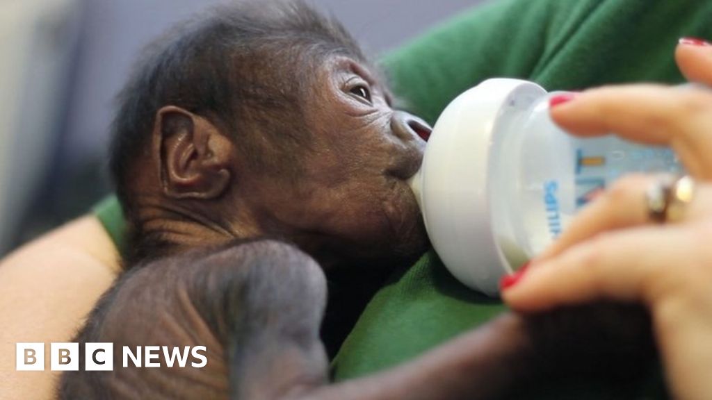 Gorilla doctor: I read up on gorilla anatomy that morning - BBC News