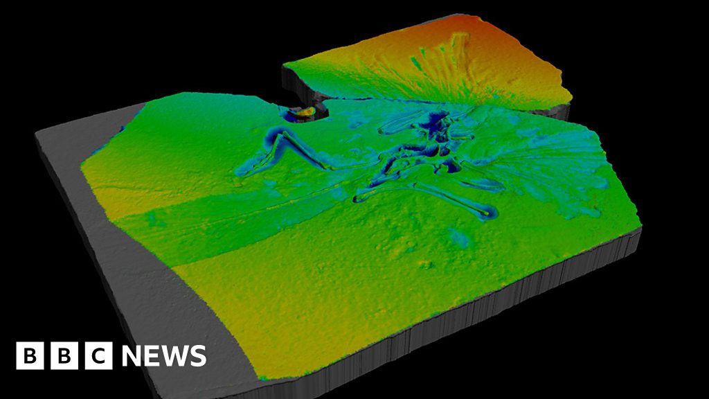 Archaeopteryx: Making a virtual copy of the 'first bird' - BBC News