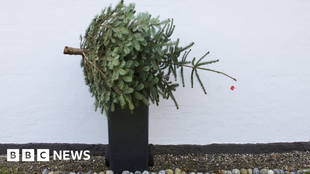 Windsor hospice collecting Christmas trees for donations