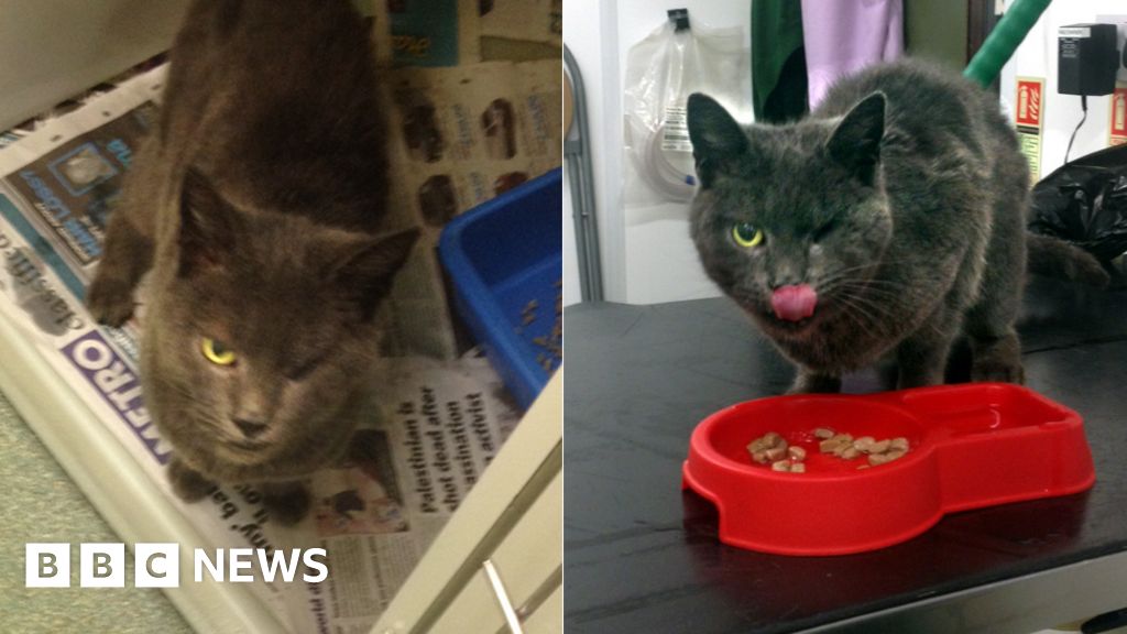 One-eyed cat found in car engine after two-county journey - BBC News