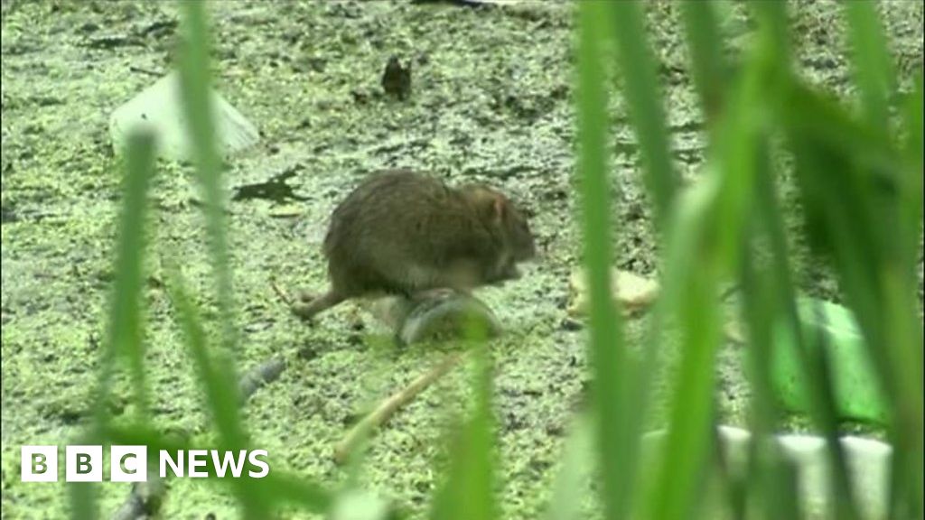 Rats 'walk' on rubbish clogged River Freshney in Grimsby - BBC News