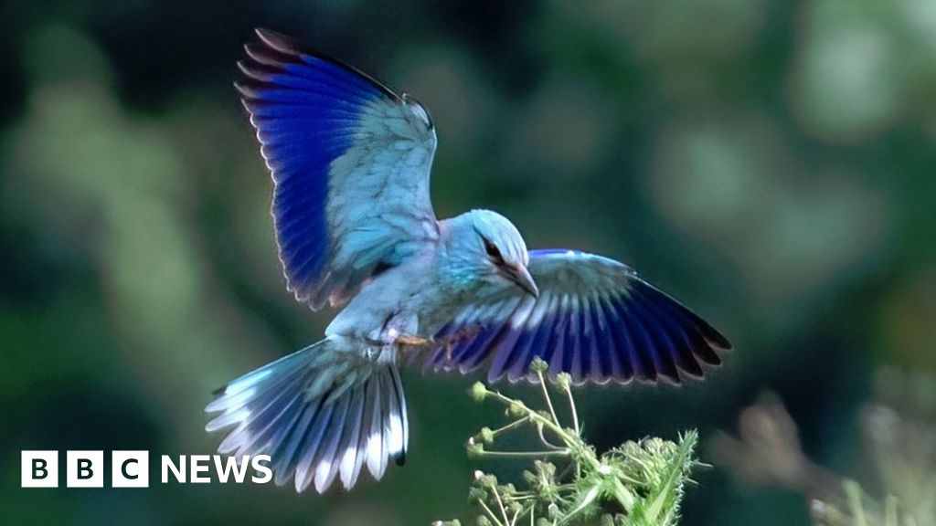 Rare sighting of European Roller in Cornwall