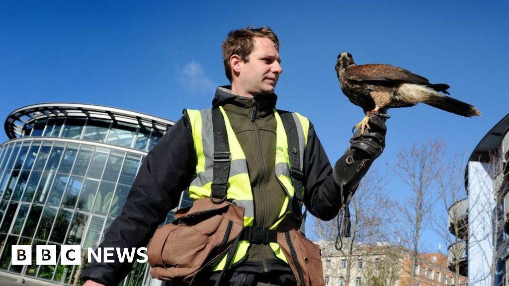 Hawk patrol to cut Sunderland seagull 'nuisance' - BBC News