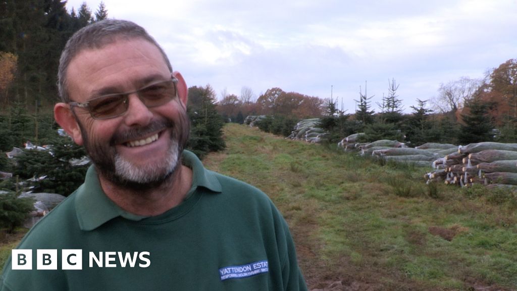 Christmas tree farm at Yattendon prepares for December - BBC News