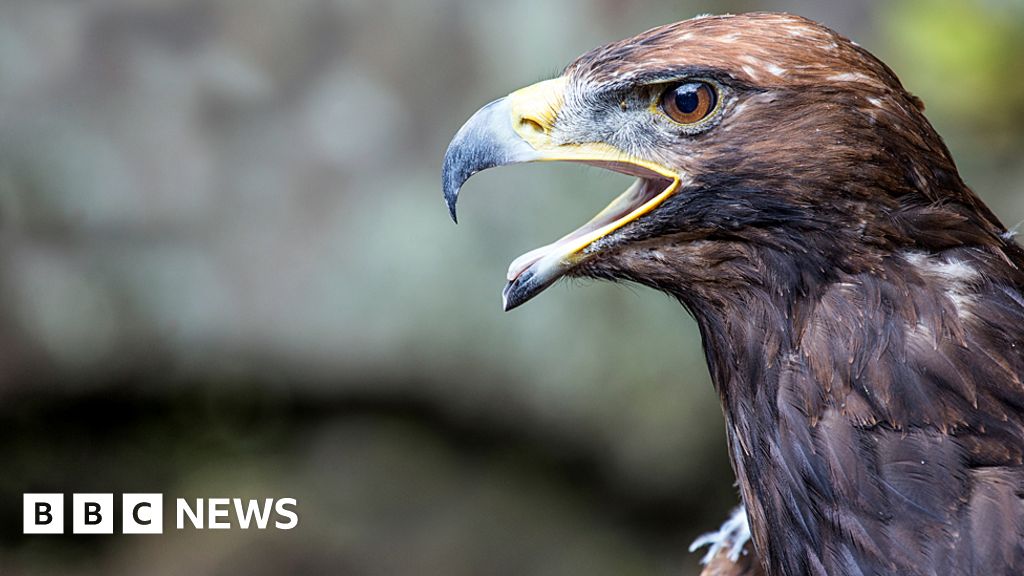 Selkirk golden eagle visitor centre flies off with funding - BBC News