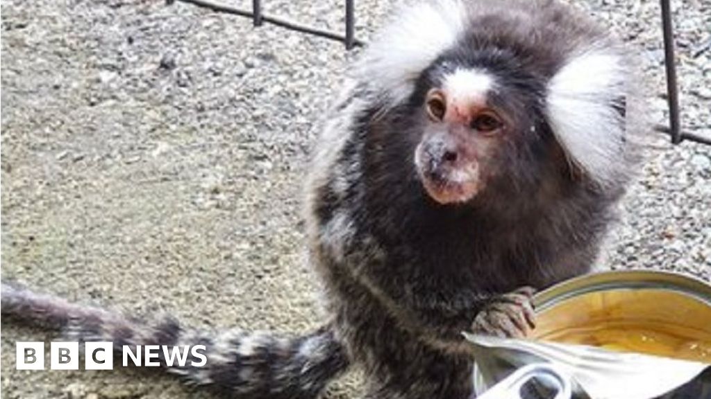 Monkey found at Cambuslang railway station reunited with family - BBC News