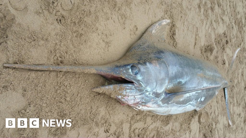 Swordfish washes up on Freshwater East beach, Pembrokeshire - BBC News