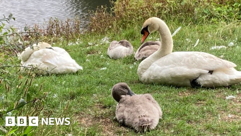 Southampton: Swan dies after single shot to neck - BBC News