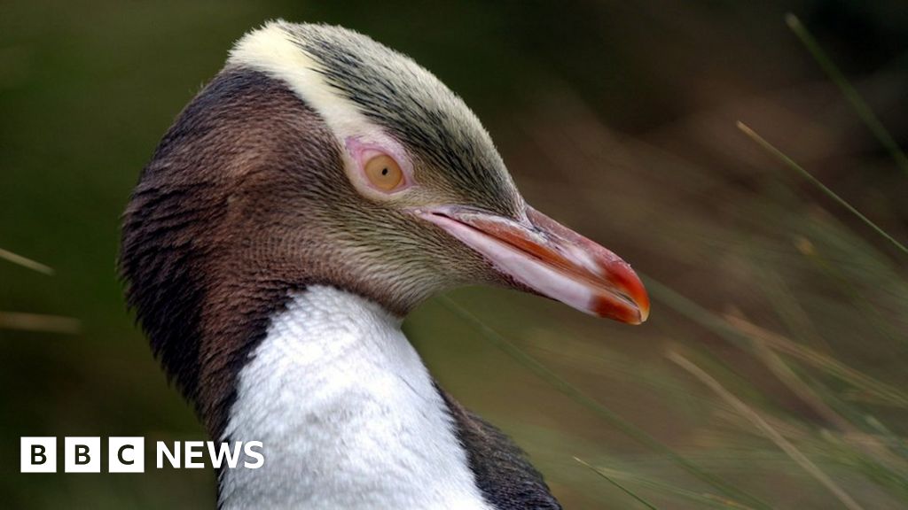 New Zealand: Concern for 'world's rarest penguin' - BBC News