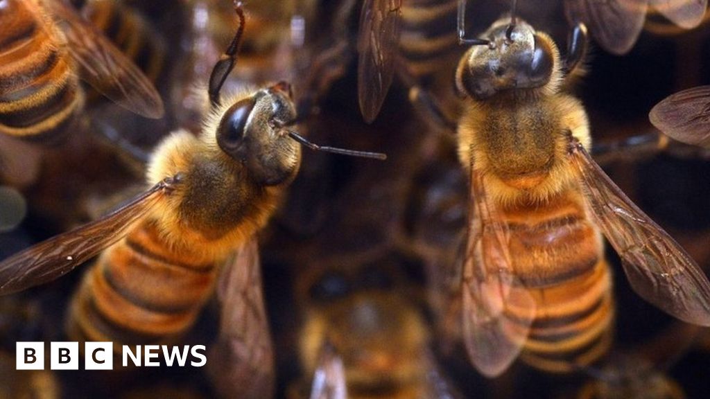 Thousands of Ebbw Vale honey bees killed by vandals - BBC News