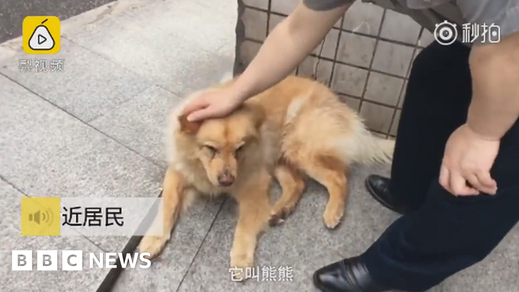 Xiongxiong the loyal dog charms Chinese social media - BBC News