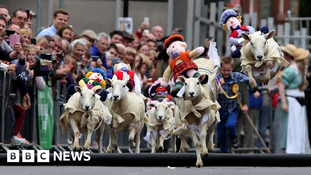 In pictures: Moffat sheep races - BBC News