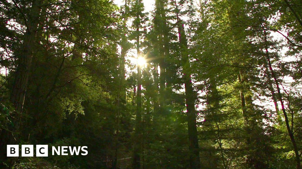 Climate change: Are California's Redwoods under threat?