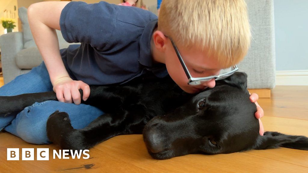 Buddy dog is 'like a best friend to me' - BBC News
