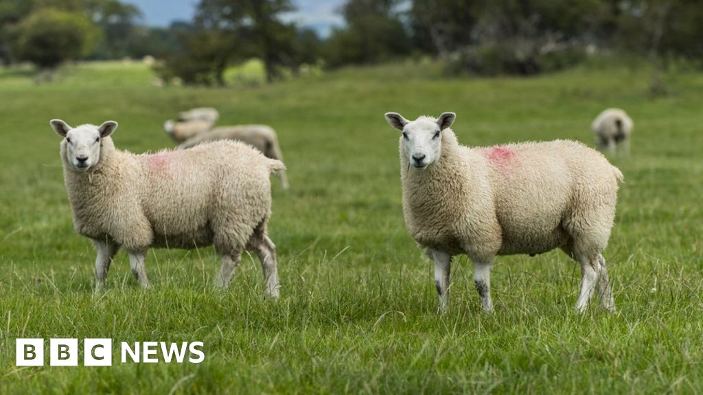 Sheep run over in field in Bidford-on-Avon - BBC News