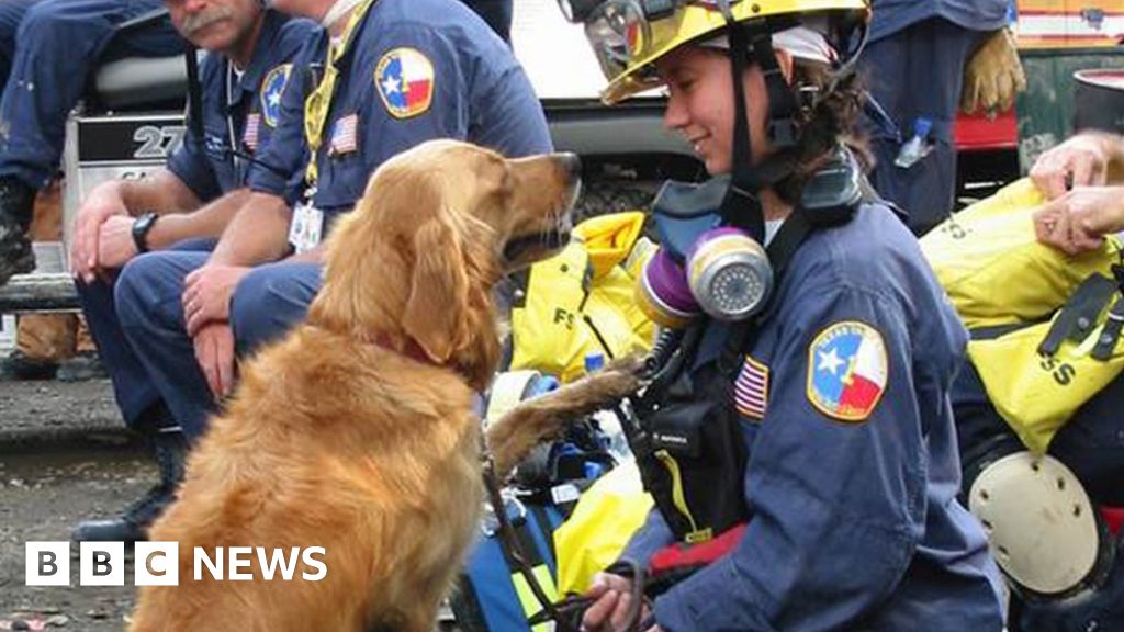 Last known 9/11 rescue dog, Bretagne, dies aged 16 - BBC News