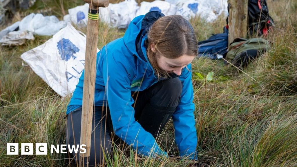 Borders Forest Trust celebrates planting two millionth tree - BBC News