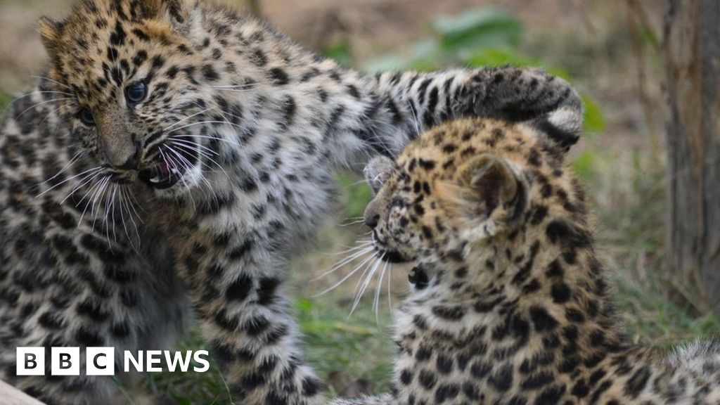 Rare leopards go on show at Yorkshire Wildlife Park - BBC News