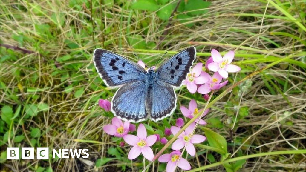 Large blue butterfly thriving after reintroduction - BBC News