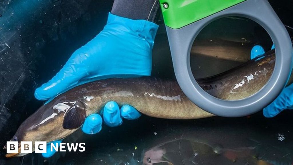 Eels microchipped to track movements in Gloucestershire - BBC News