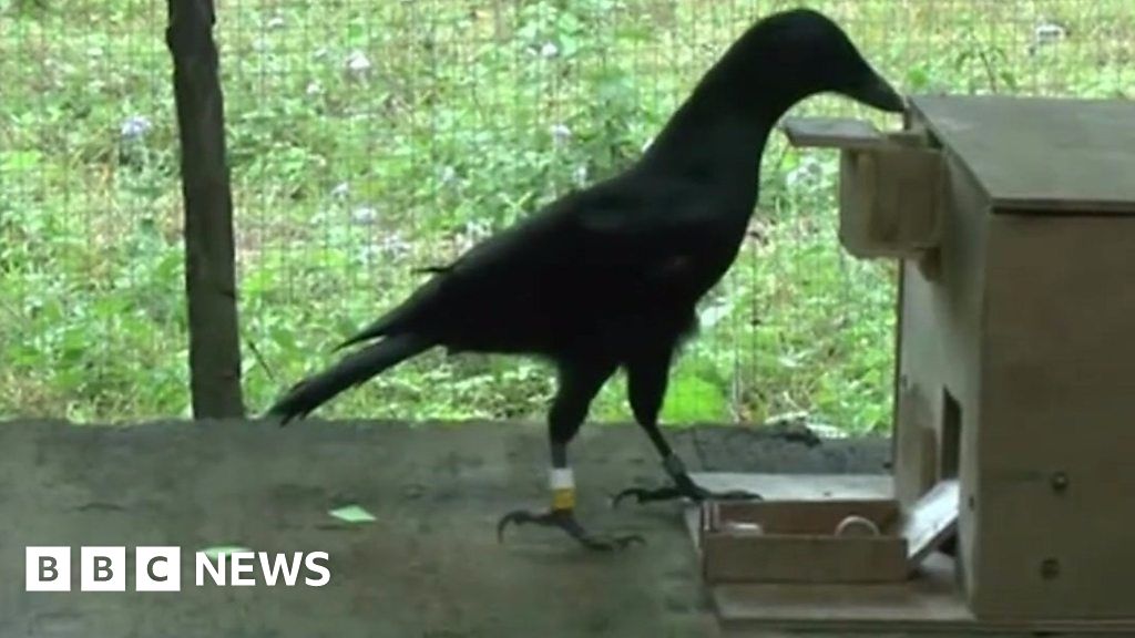 How crows can use a vending machine - BBC News