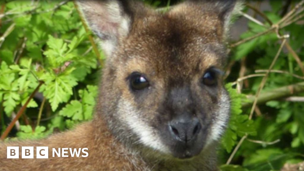 Escaped wallaby spotted across Cornwall - BBC News
