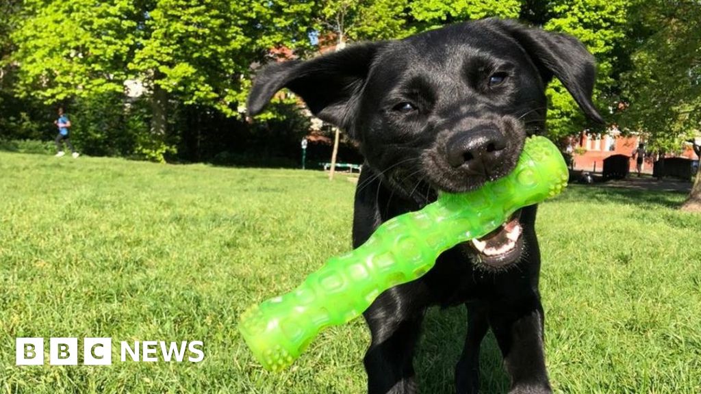 Coronavirus: Tricks to train guide dogs during lockdown - BBC News