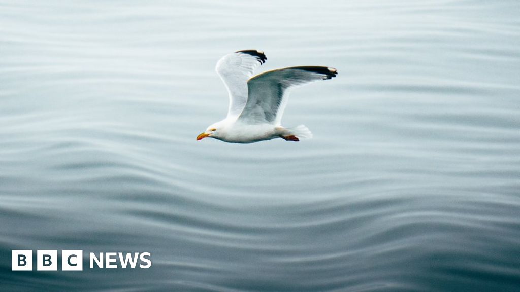 Teignmouth photographer wins award for stunning gull shot - BBC News