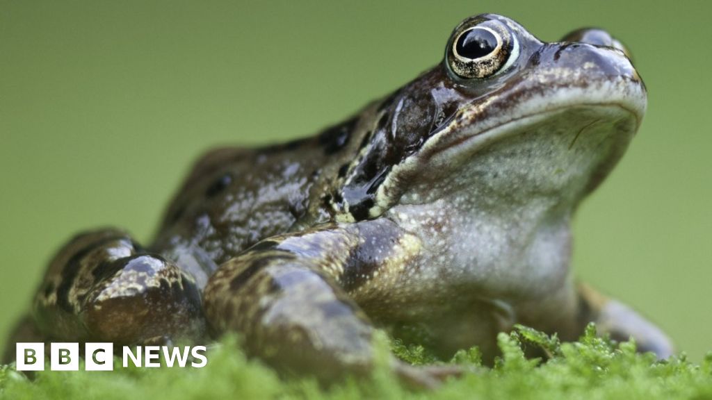 Road signs put up in Cumbria as frog and toad breeding begins