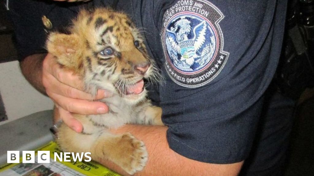 US teenager jailed for smuggling tiger across Mexico border
