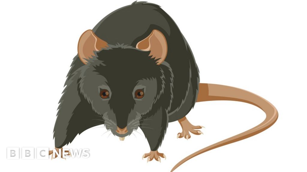 Rats, mice and cockroaches are a problem in 1 in 9 privately-rented ...