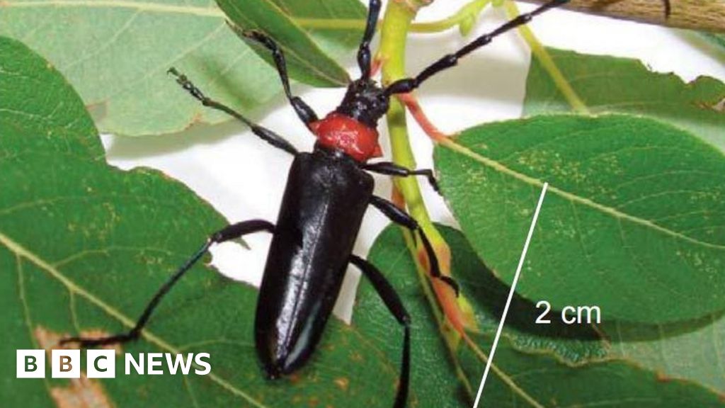 Japan's hanami cherry blossom ritual 'under threat' - BBC News