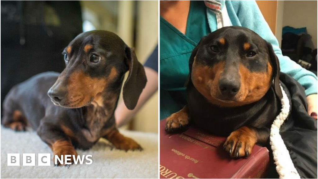 Distended Cheshire dachshund deflated by vets - BBC News