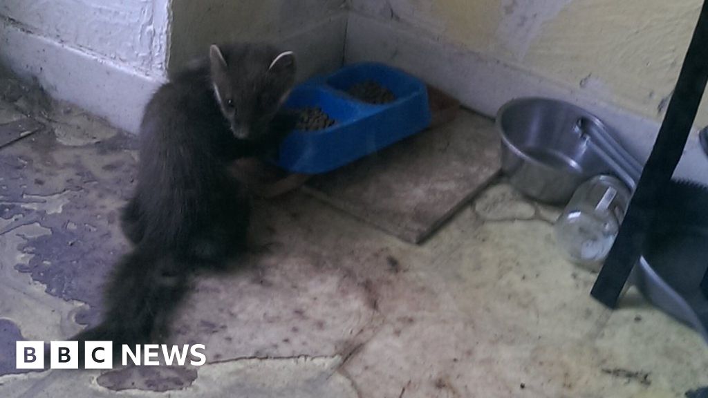 Orphaned pine marten takes refuge through cat flap - BBC News