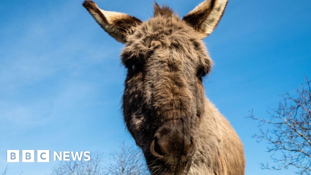 New Forest donkey foal killed in hit and run - BBC News