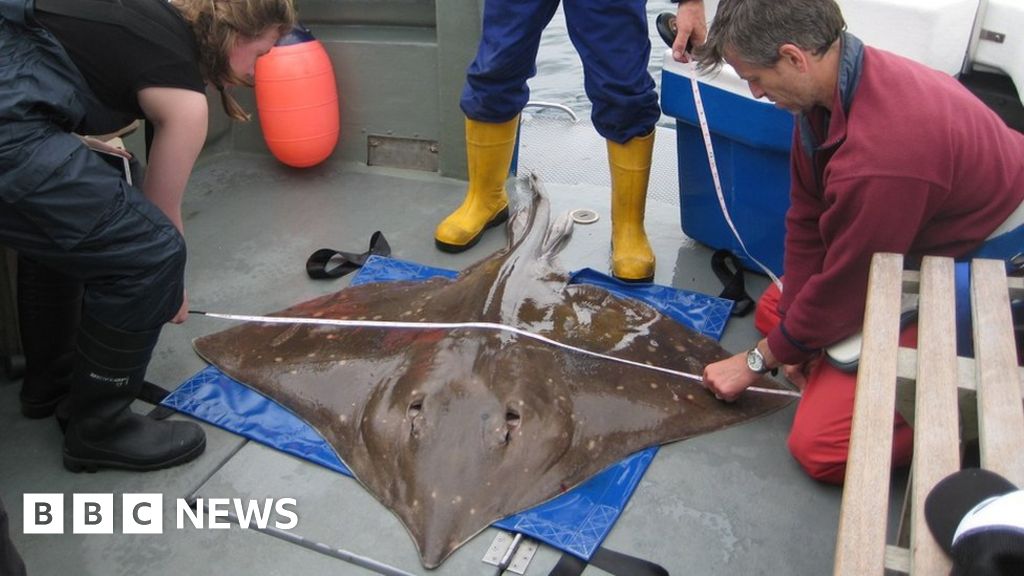 Protected status for flapper skate 'nursery' off Skye - BBC News