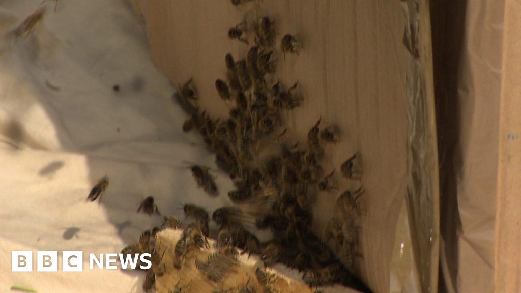 Bee swarm removed from Edinburgh street - BBC News