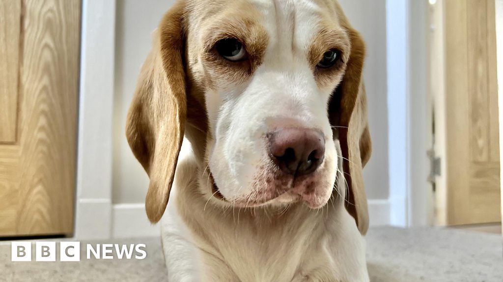 Dog spooked by firework found after 11 days - BBC News