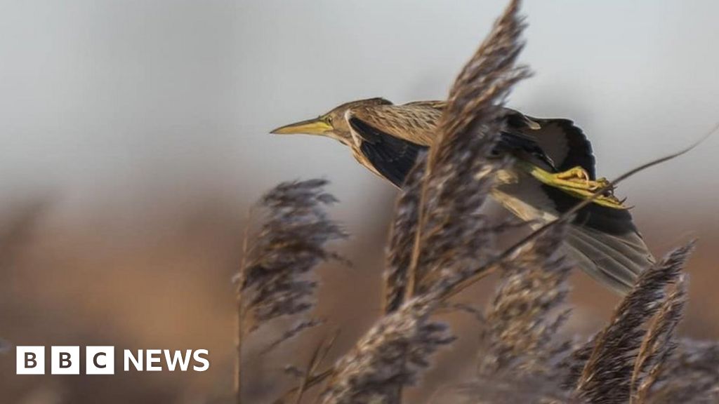 Little bittern spotted at RSPB Saltholme for first time since 1852