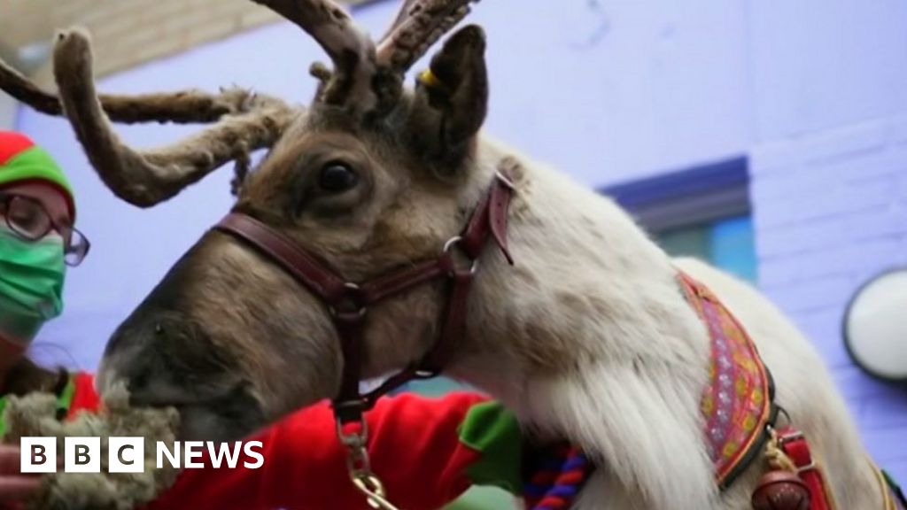 Christmas reindeer visit Wolverhampton New Cross Hospital