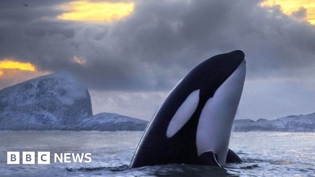 Pollution threatens future of killer whales - BBC News