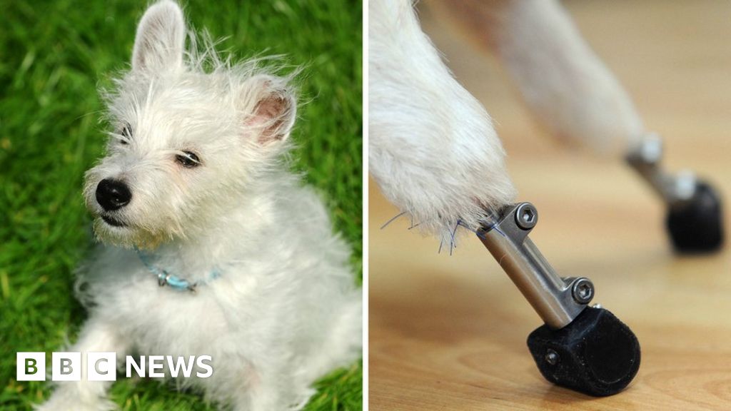 Bridgend pawless puppy gets £10,000 metal legs - BBC News