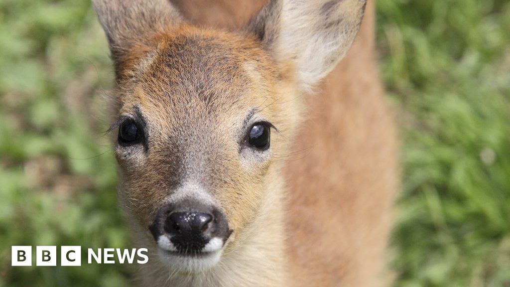 RSPCA rescue deer taken from London to Suffolk