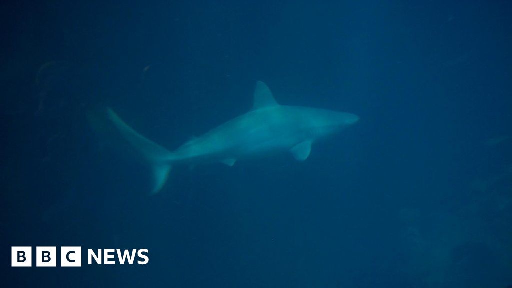 Is watching fish good for our health?