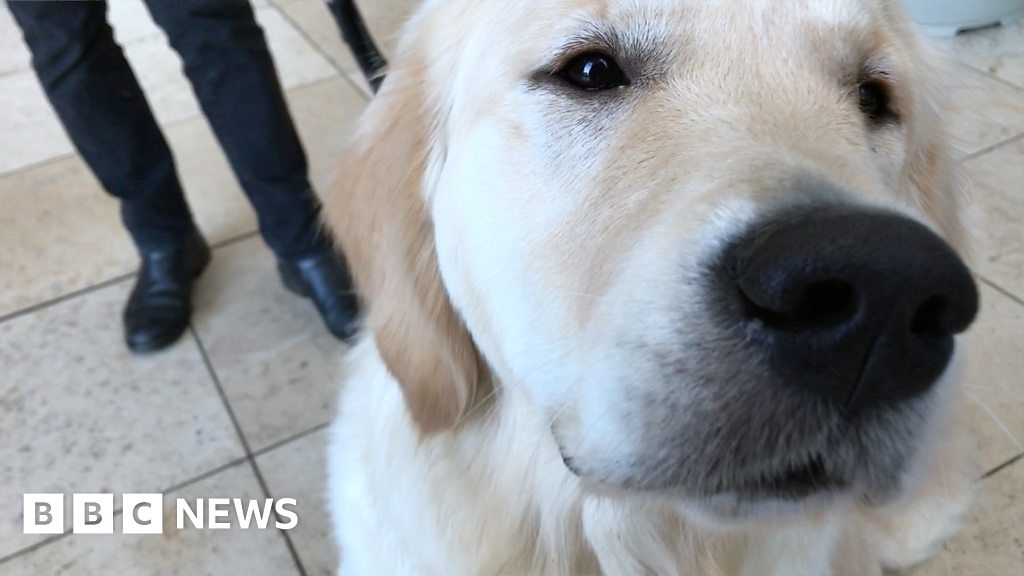 Assistance dog charity needs volunteers to help with puppies - BBC News