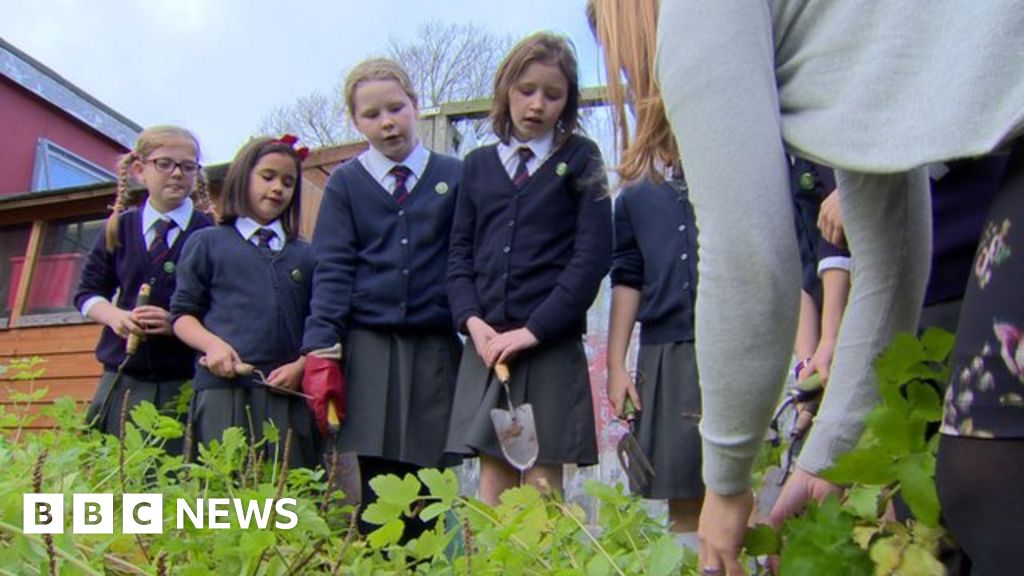 Fairview Primary School receives top marks for going green - BBC News