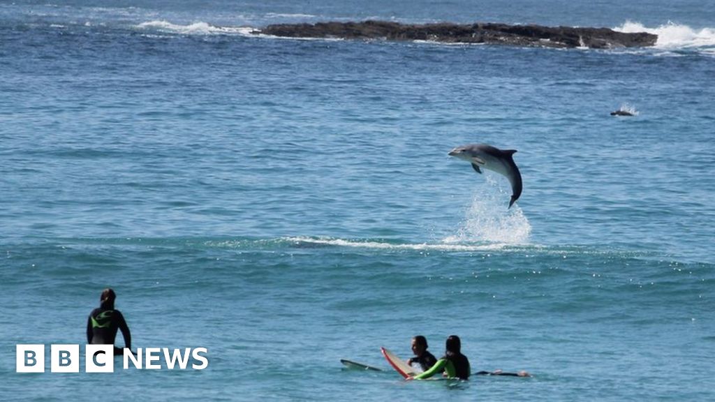 Dolphin pictured breaching near surfers in Cornwall - BBC News