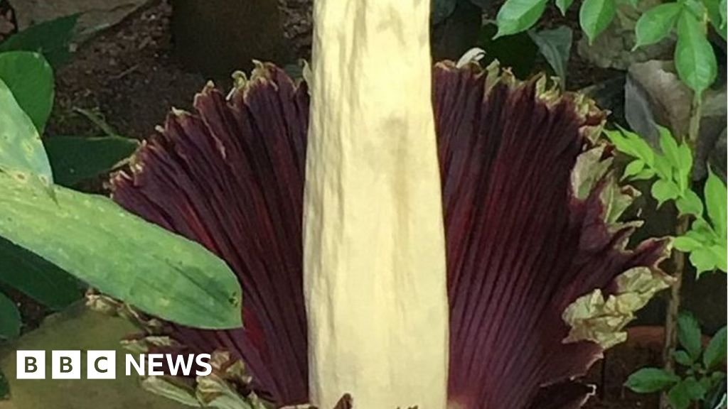Cambridge University's Titan Arum 'rotten flesh' flower blooms - BBC News